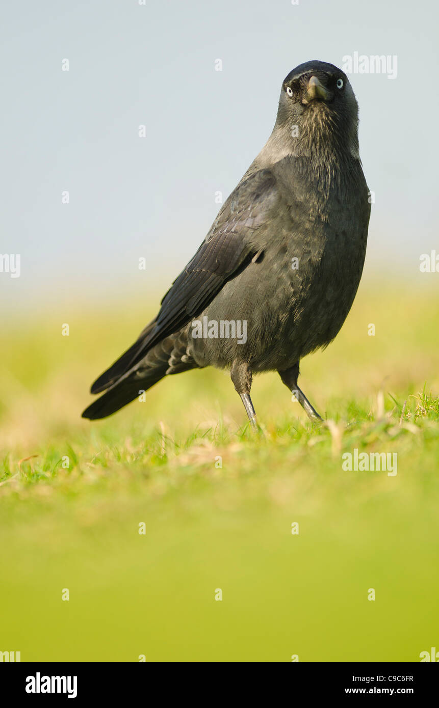 Coloeus monedula hi-res stock photography and images - Alamy