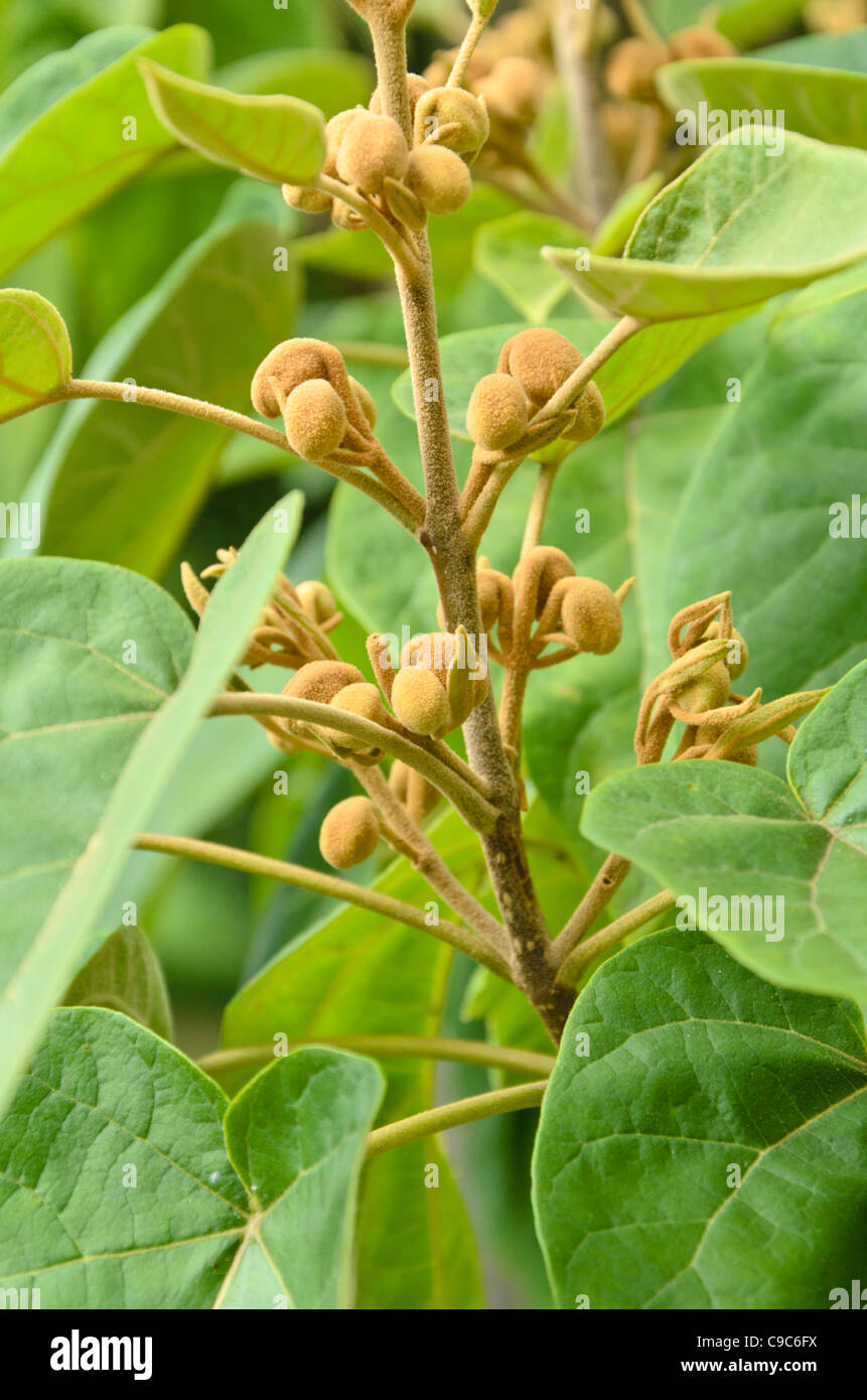 Foxglove tree (Paulownia tomentosa Stock Photo - Alamy