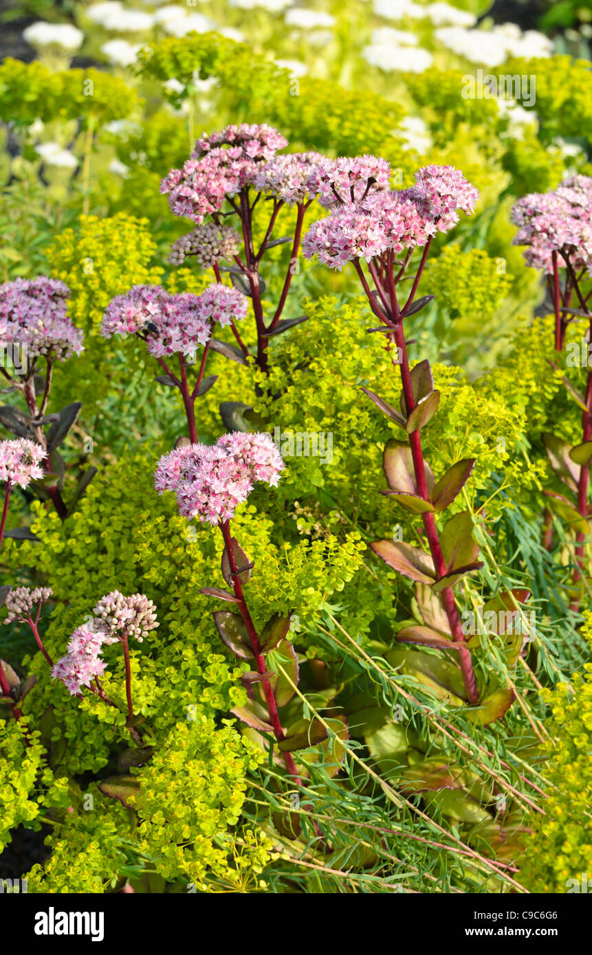 Orpine (Sedum telephium 'Matrona' syn. Hylotelephium telephium 'Matrona ...