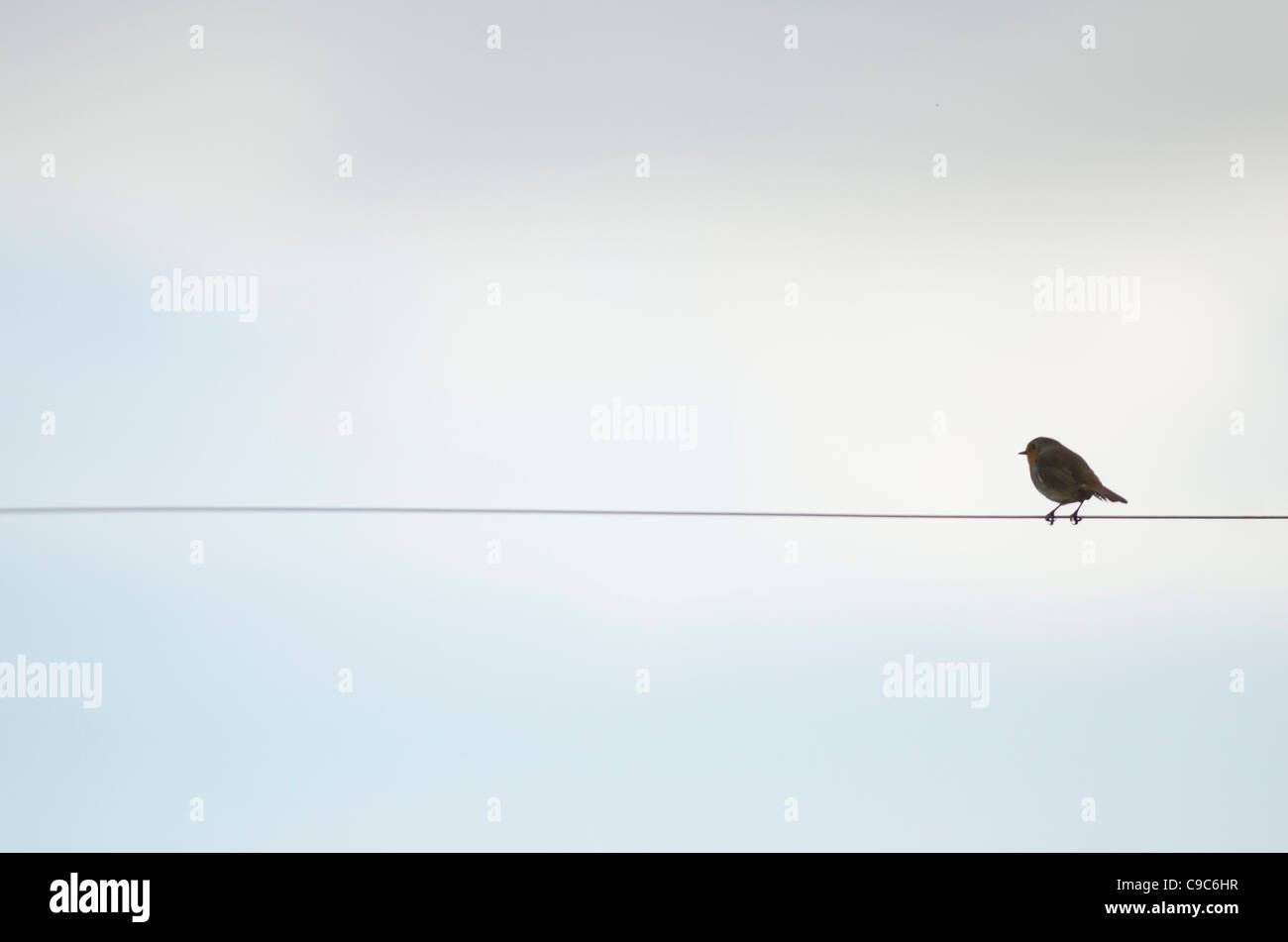 A robin sat on a wire Stock Photo - Alamy