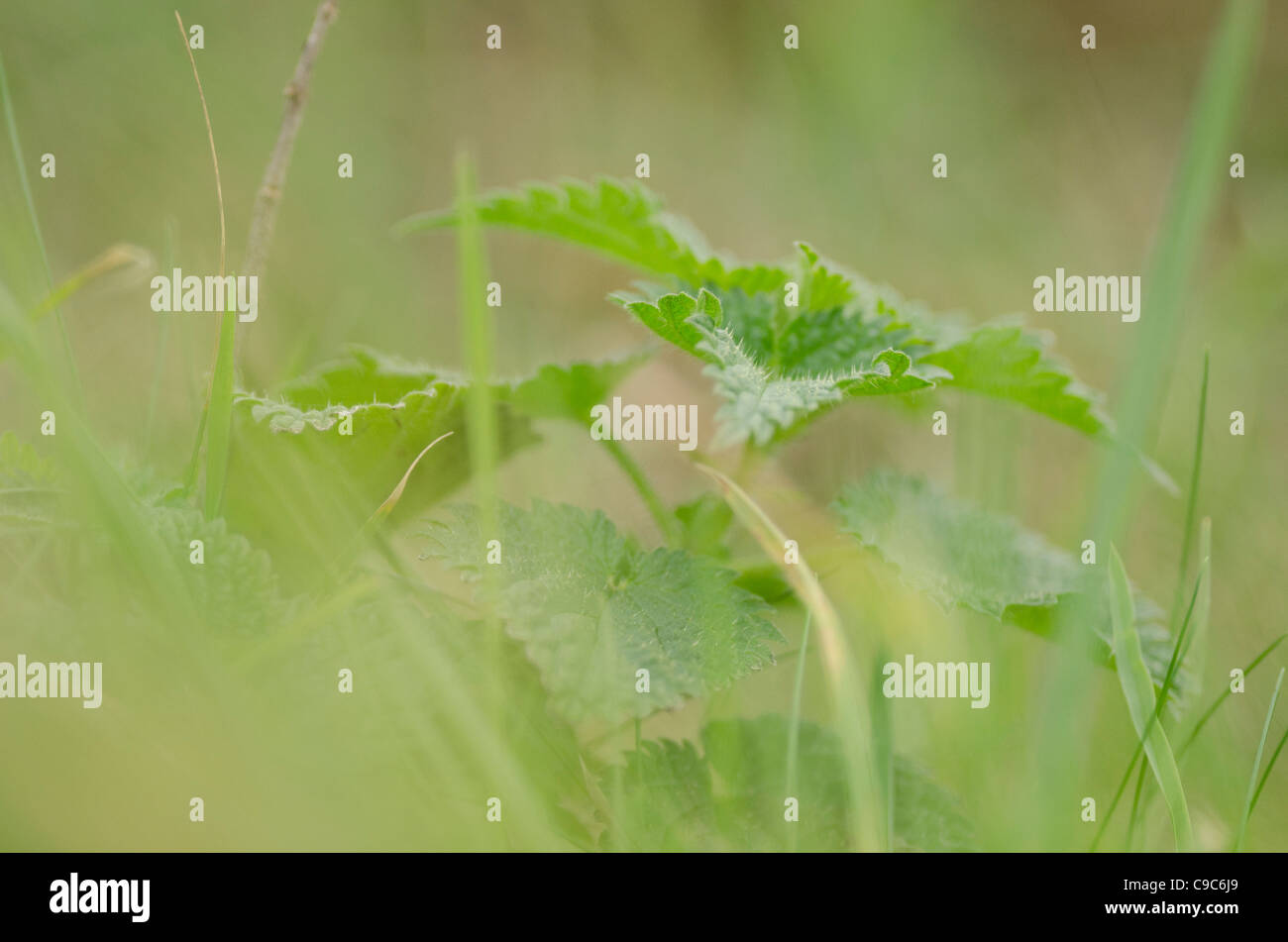 Nettles in Cornwall Stock Photo - Alamy