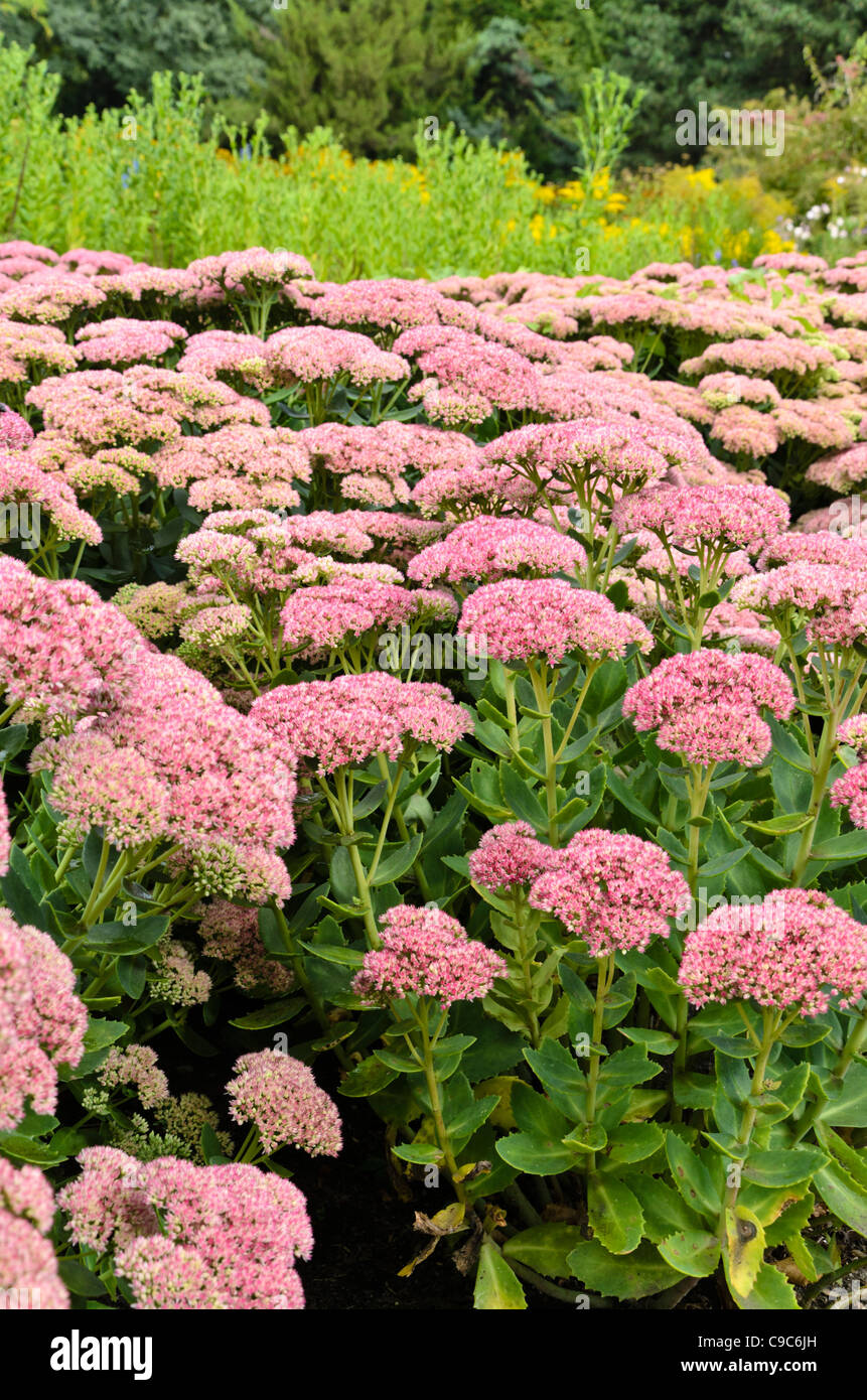 Orpine (Sedum telephium 'Herbstfreude' syn. Hylotelephium telephium ...