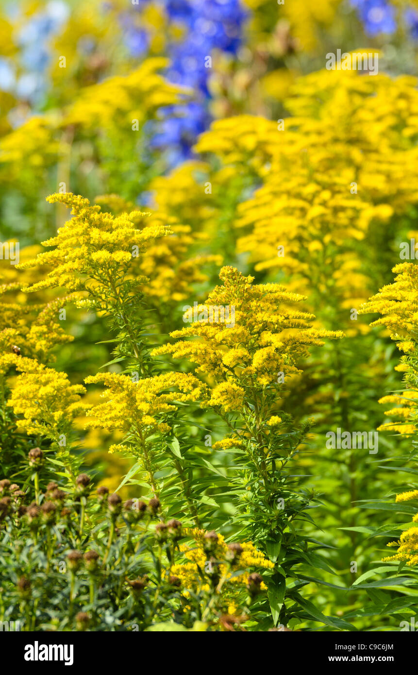 Solidago plants hi-res stock photography and images - Alamy