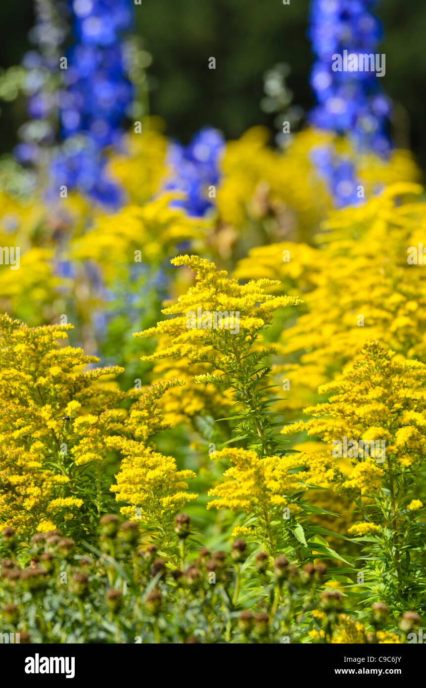 Goldenrod plants hi-res stock photography and images - Alamy