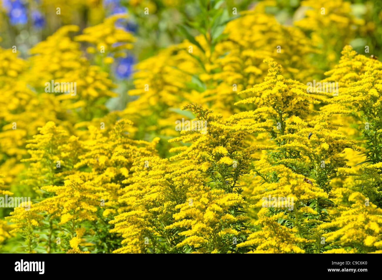 Goldenrod plants hi-res stock photography and images - Alamy