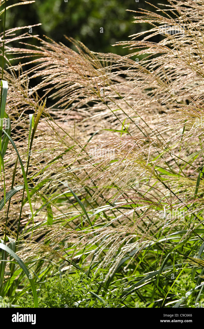 Chinese silver grass (Miscanthus sinensis 'Silberfeder' Stock Photo - Alamy