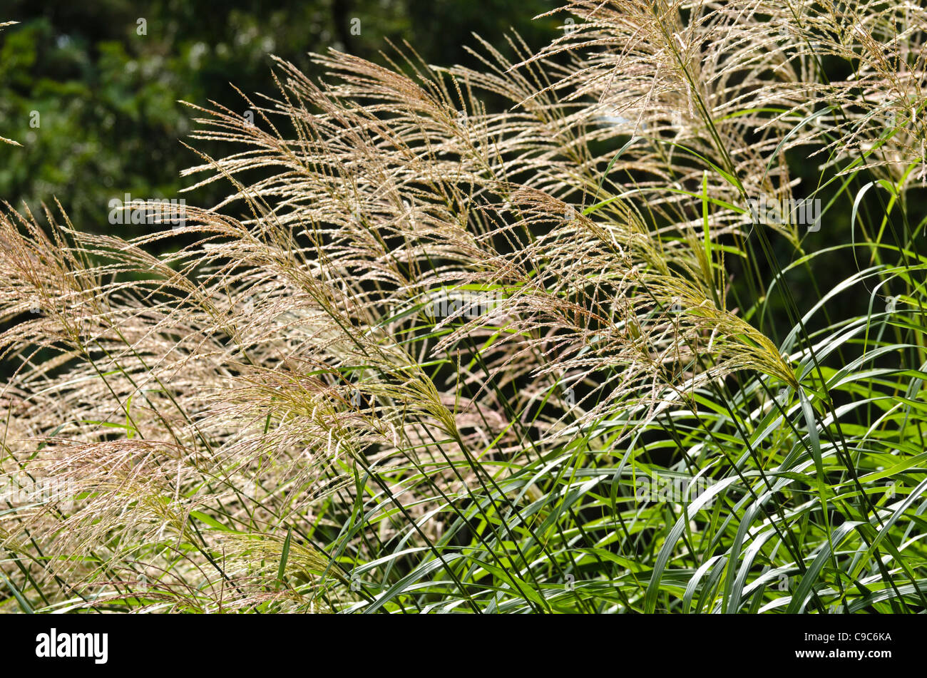 Chinese silver grass (Miscanthus sinensis 'Silberfeder' Stock Photo - Alamy