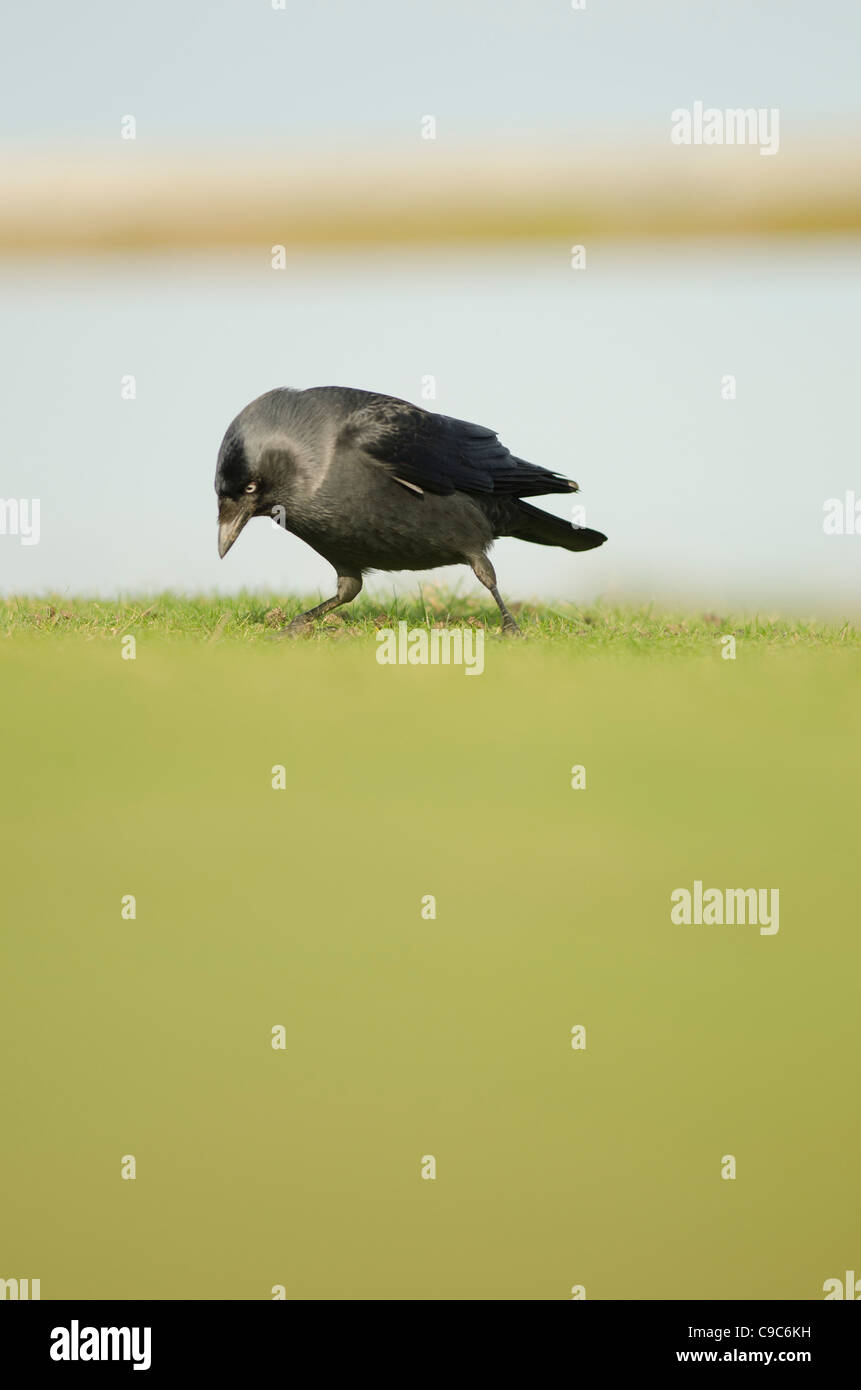 Jackdaw bird feeding hi-res stock photography and images - Alamy