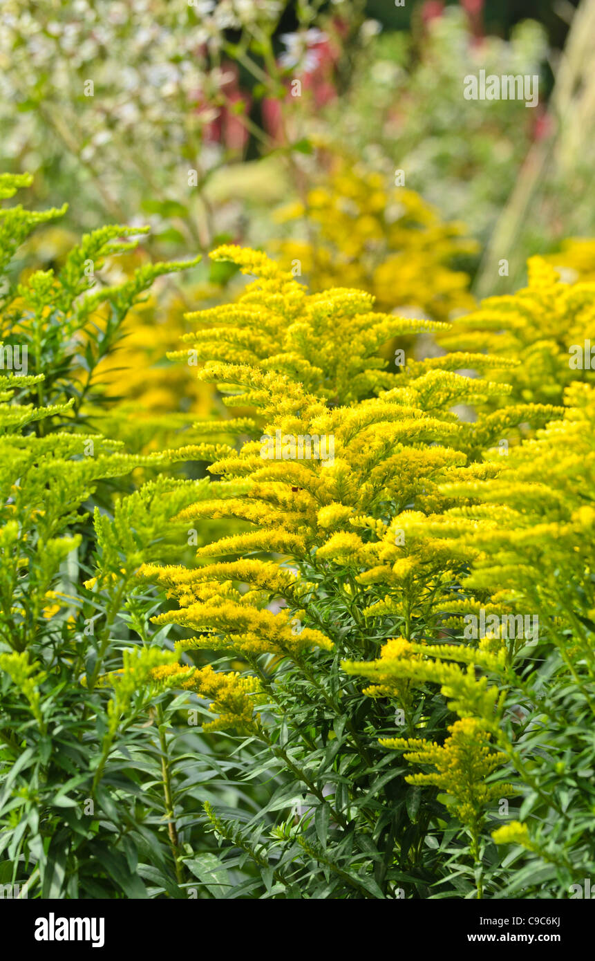 Yellow flowers goldenrod asteraceae solidago hi-res stock photography ...