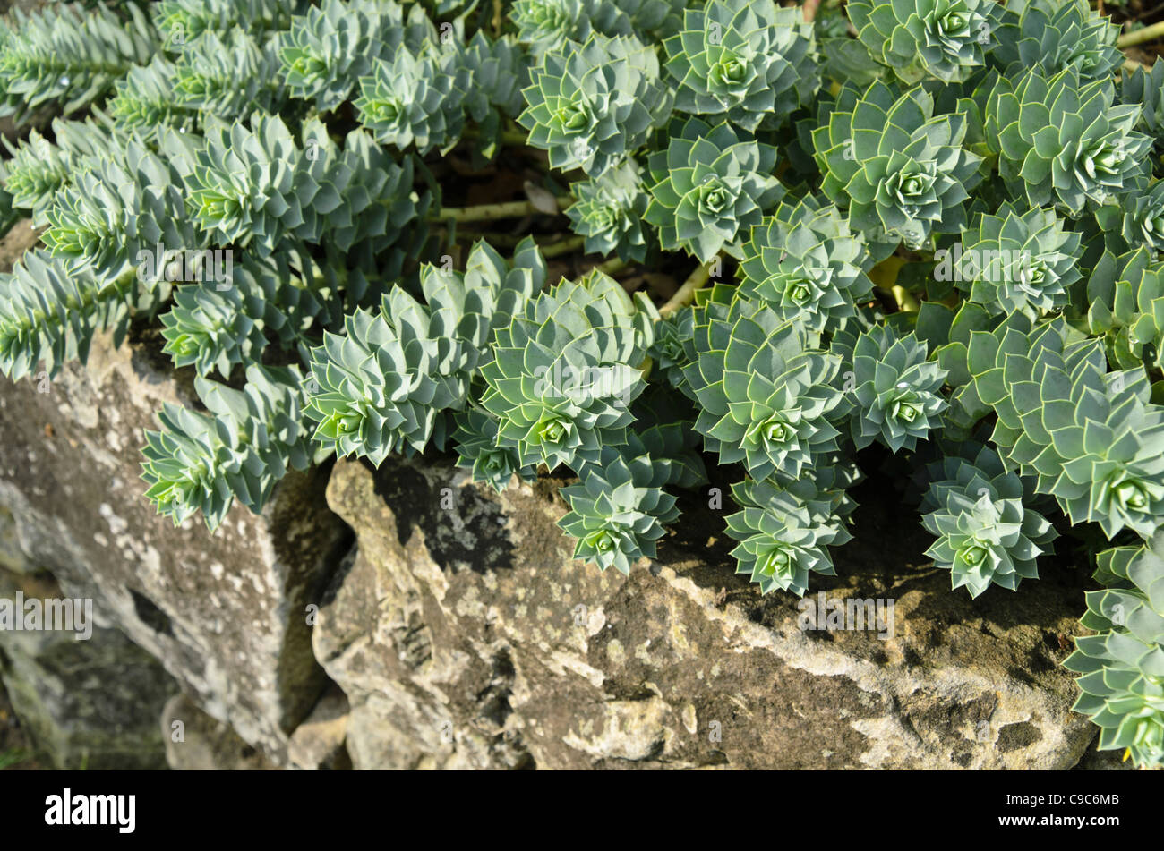 Blue spurge (Euphorbia myrsinites Stock Photo - Alamy