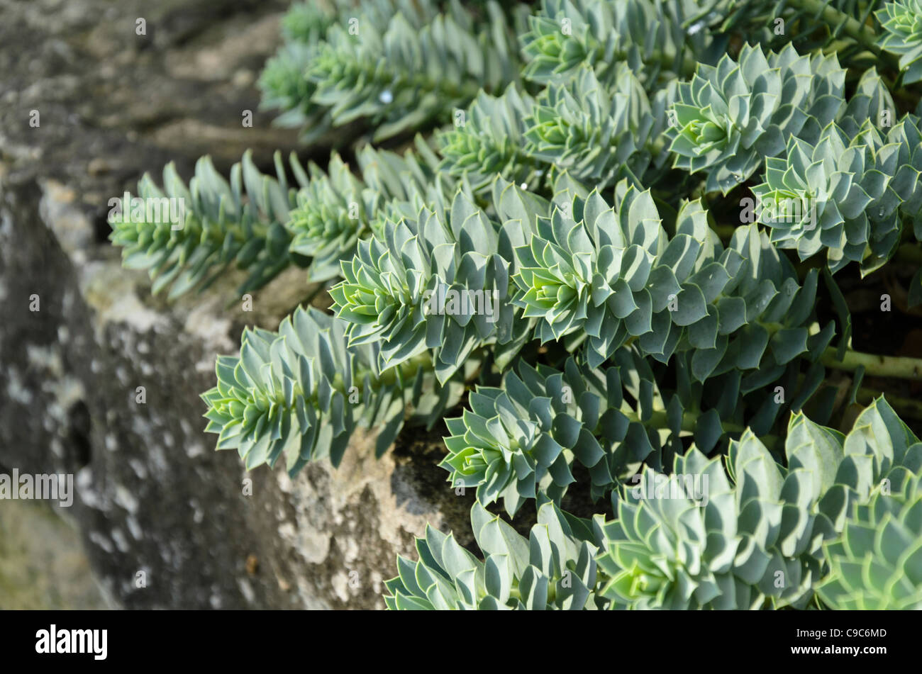 Blue spurge (Euphorbia myrsinites Stock Photo - Alamy