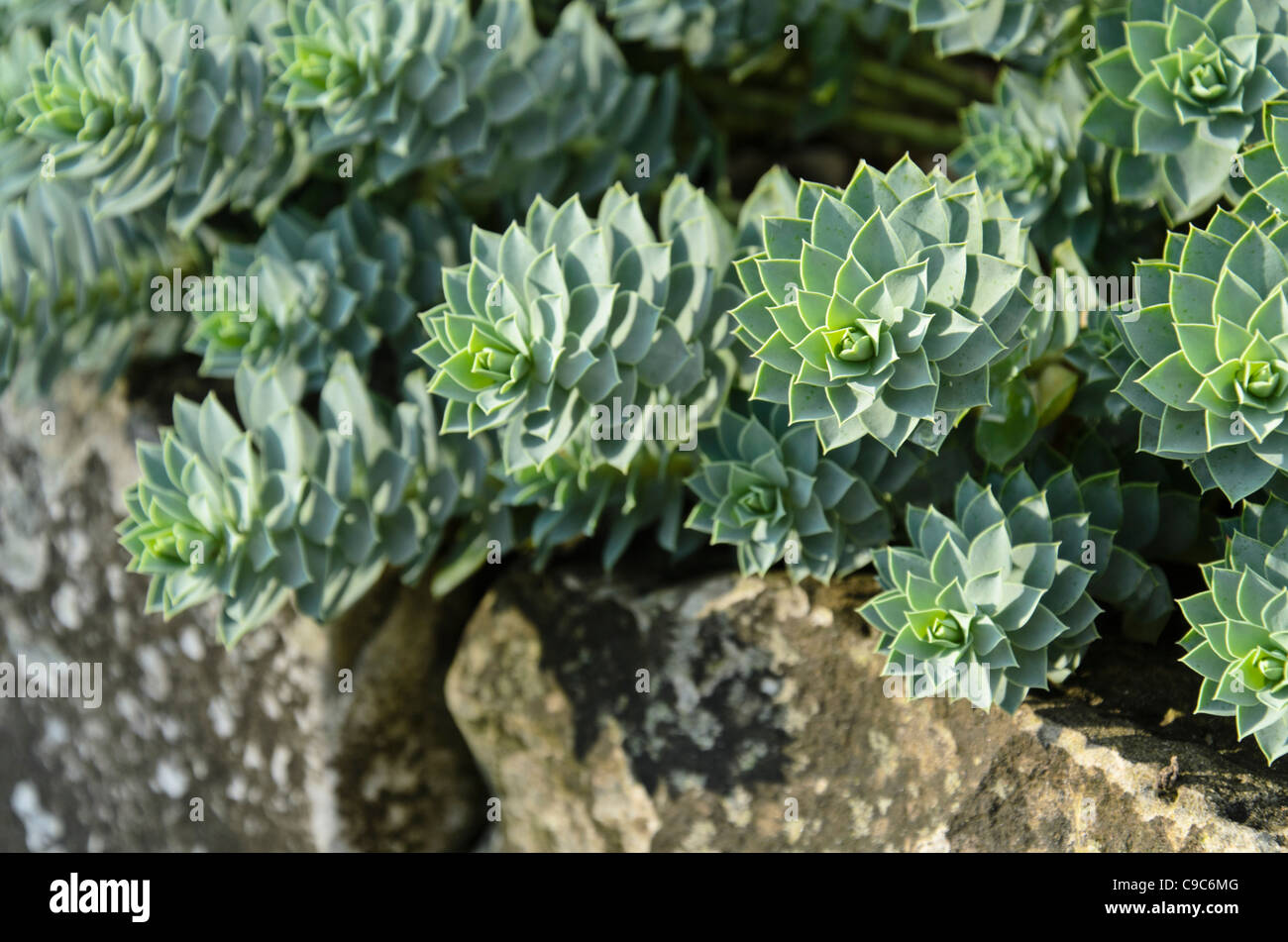 Blue spurge hi-res stock photography and images - Alamy