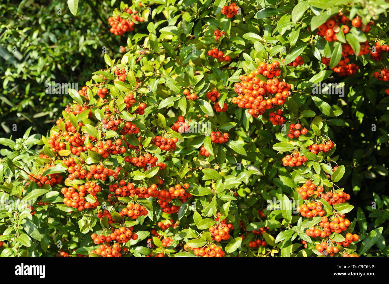 Scarlet firethorn (Pyracantha coccinea Stock Photo - Alamy