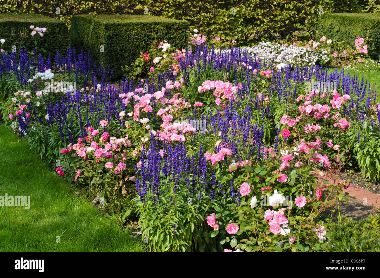 Asters (Aster), roses (Rosa) and sages (Salvia Stock Photo - Alamy