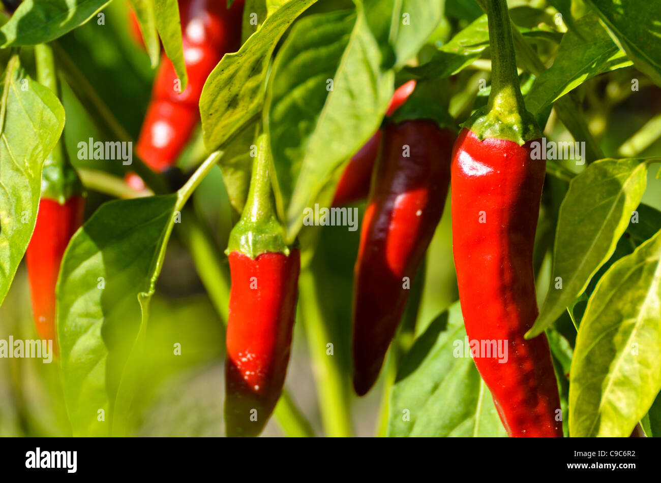 Chili pepper (Capsicum Stock Photo - Alamy
