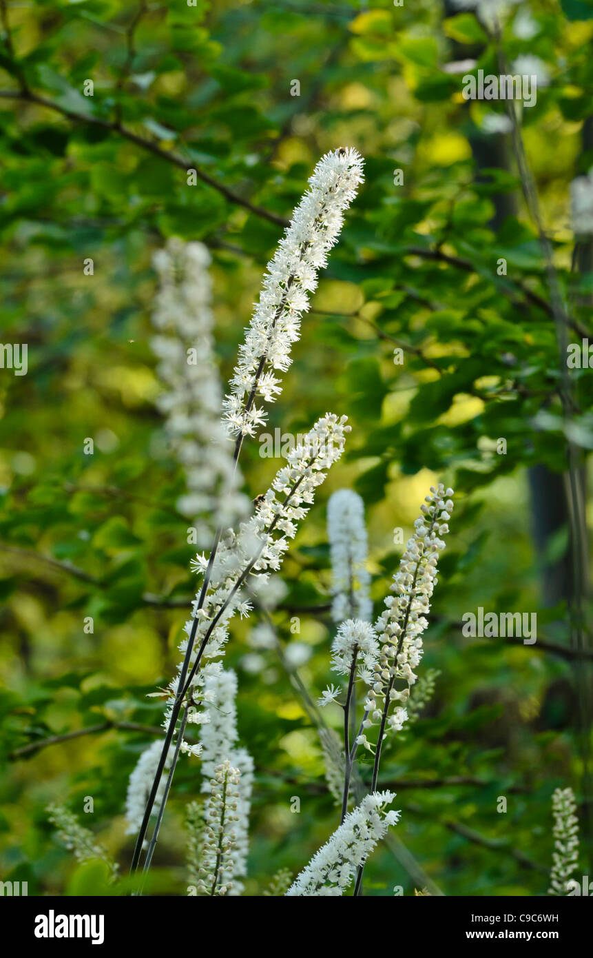 Bugbane actaea simplex hi-res stock photography and images - Alamy