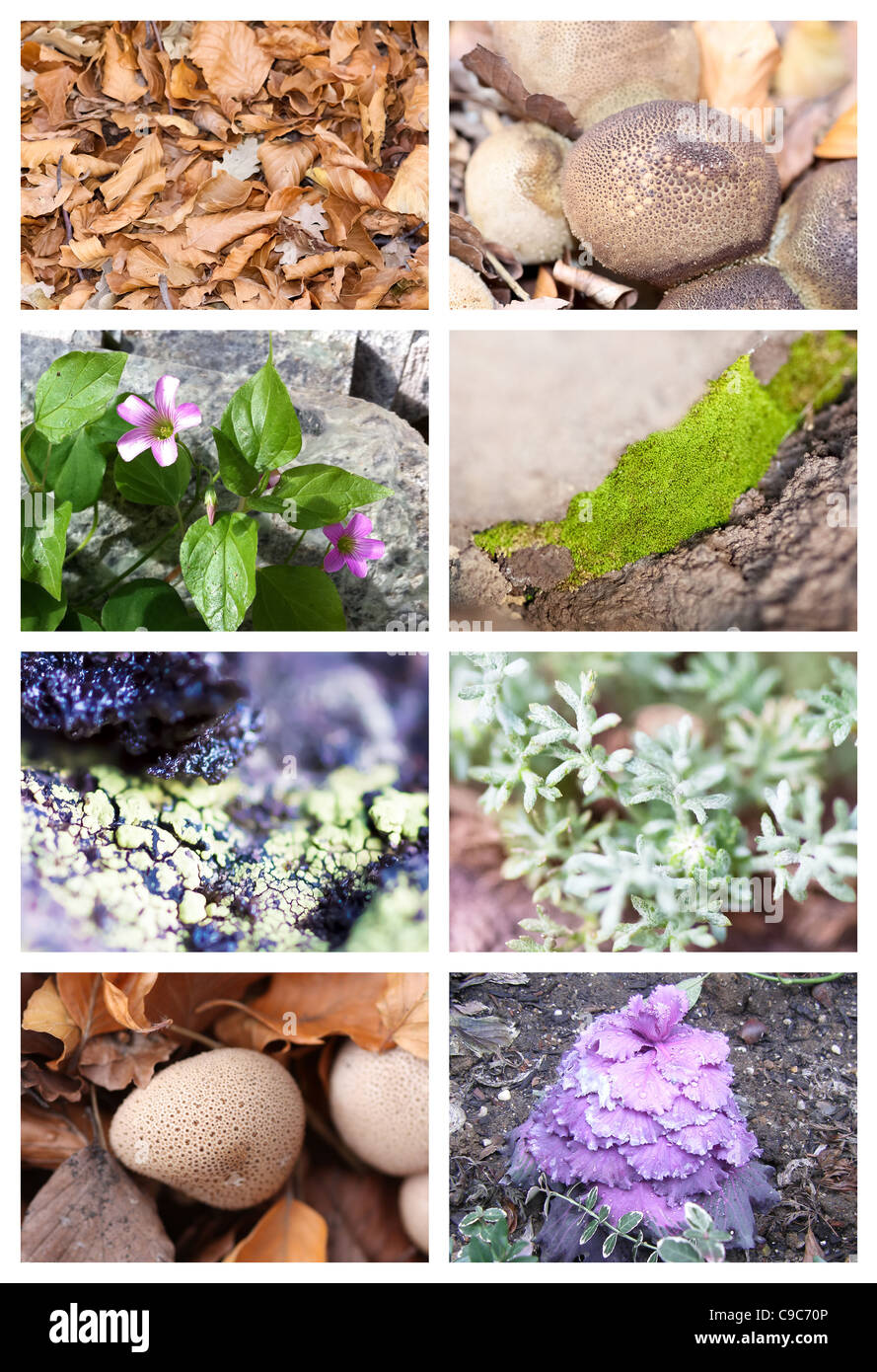 A nature collage with flowers and leafs Stock Photo - Alamy