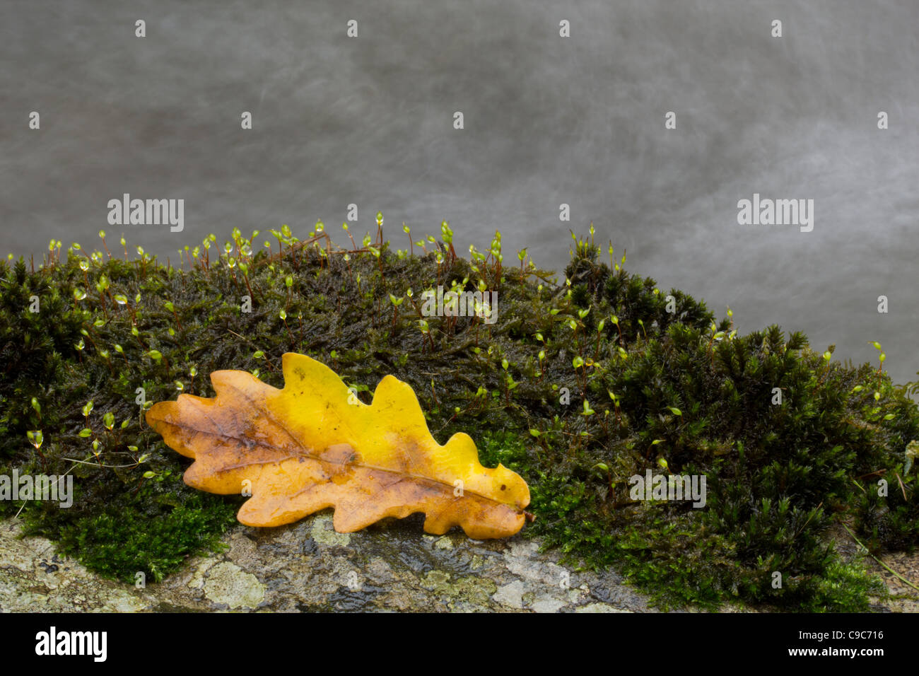 Oak leave on moss Stock Photo - Alamy