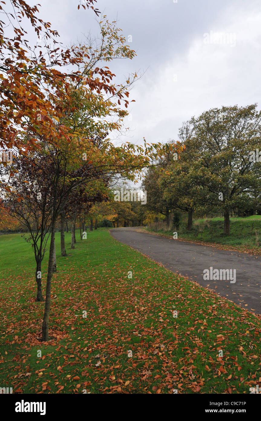 Tree lined path way in Alexandra park, Glasgow. The shot was taken in ...