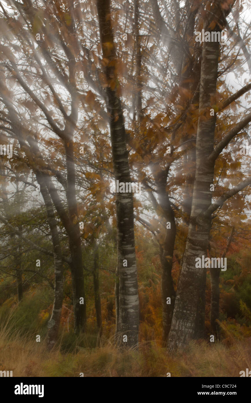 Arvores outono hi-res stock photography and images - Alamy