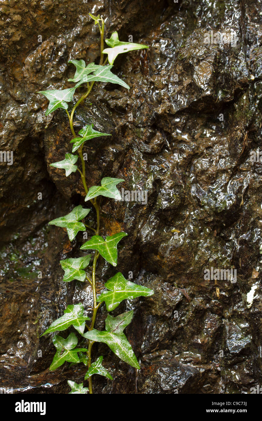 Common Ivy plant Stock Photo - Alamy