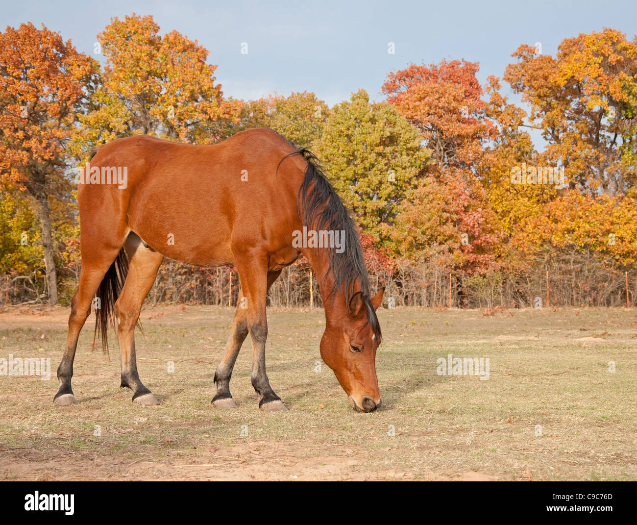 Red bay Arabian horse in pasture against trees with autumn colors Stock ...