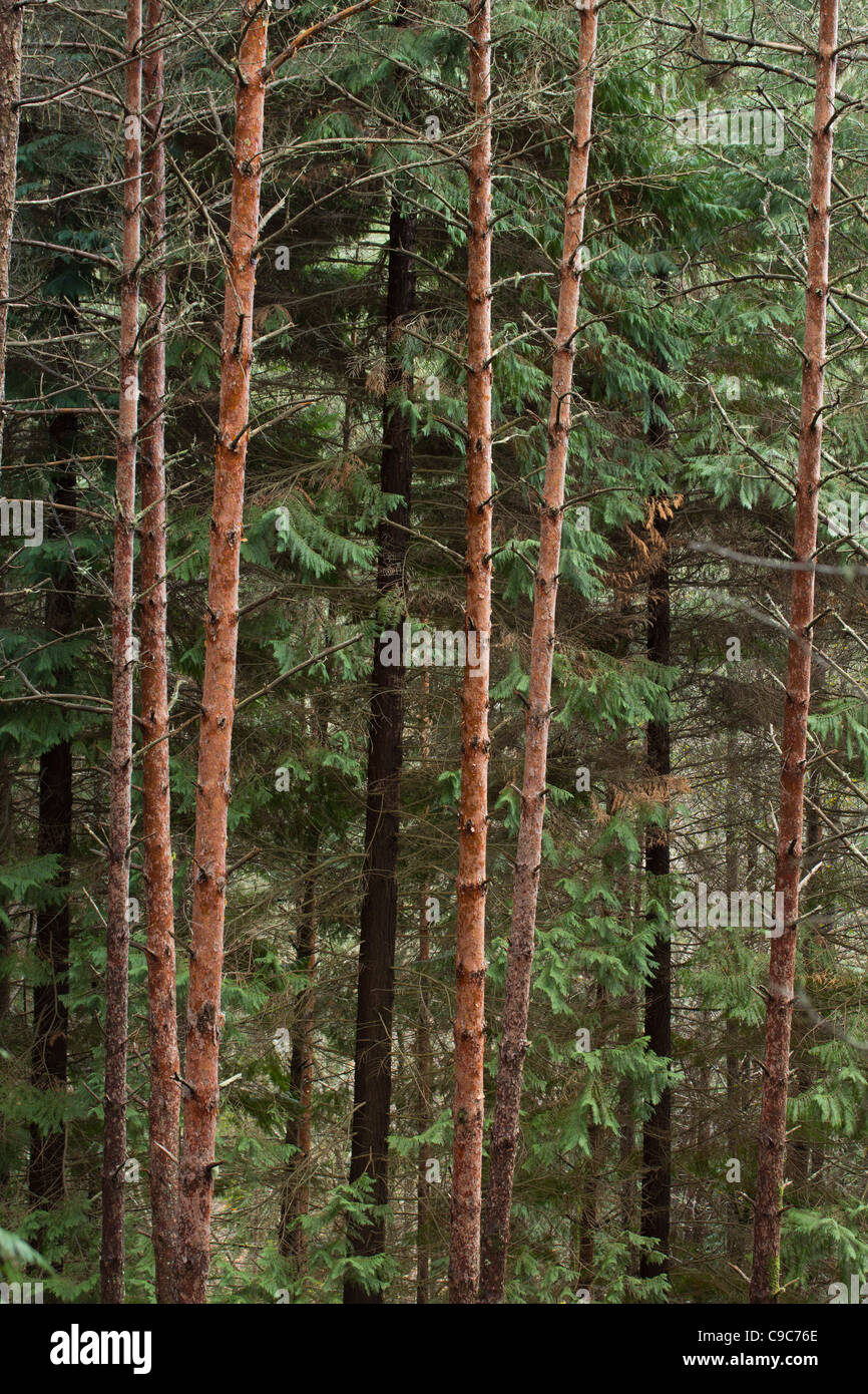 Scots Pine Forest Stock Photo - Alamy