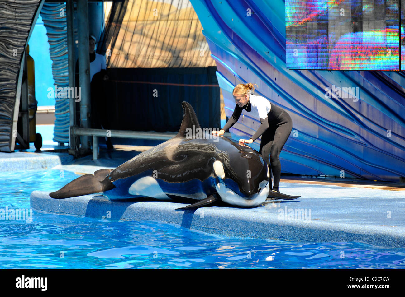 Sea World Adventure Theme Park Orlando Florida Shamu Killer whale Stock ...
