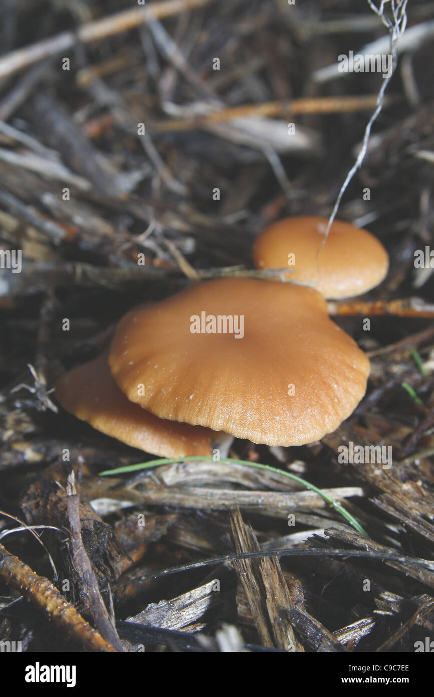 Deceiver Fungus High Resolution Stock Photography and Images - Alamy