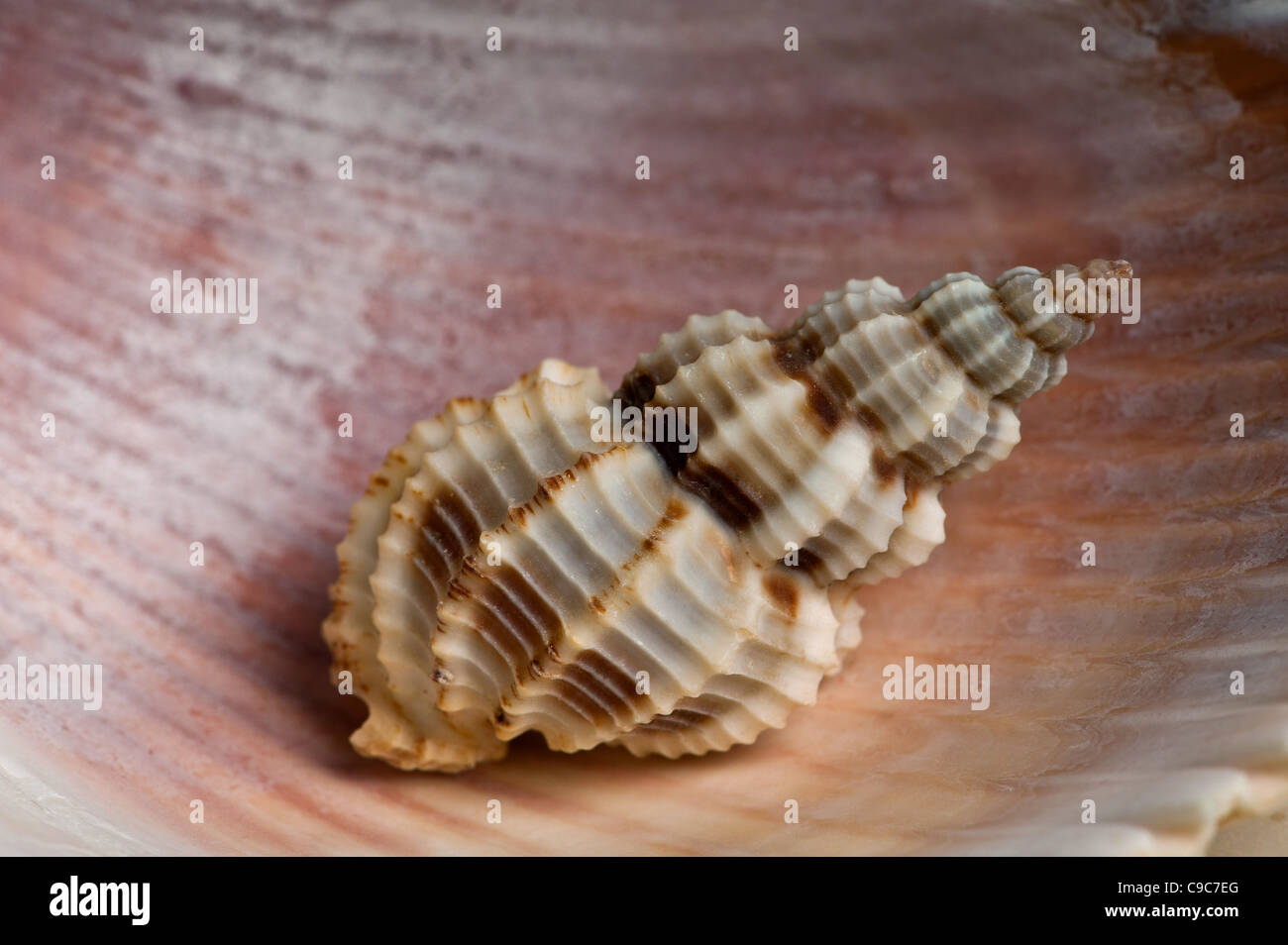 Seashell on seashell Stock Photo - Alamy