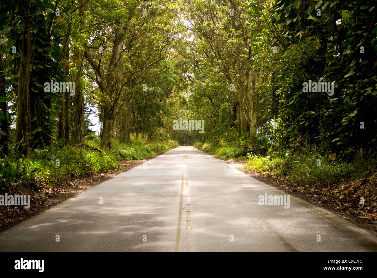 Deserted road through forest hi-res stock photography and images - Alamy