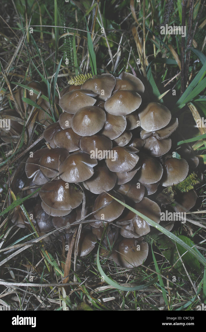 Grooved Bonnet Mycena polygramma fungus gowing in field in autumn ...