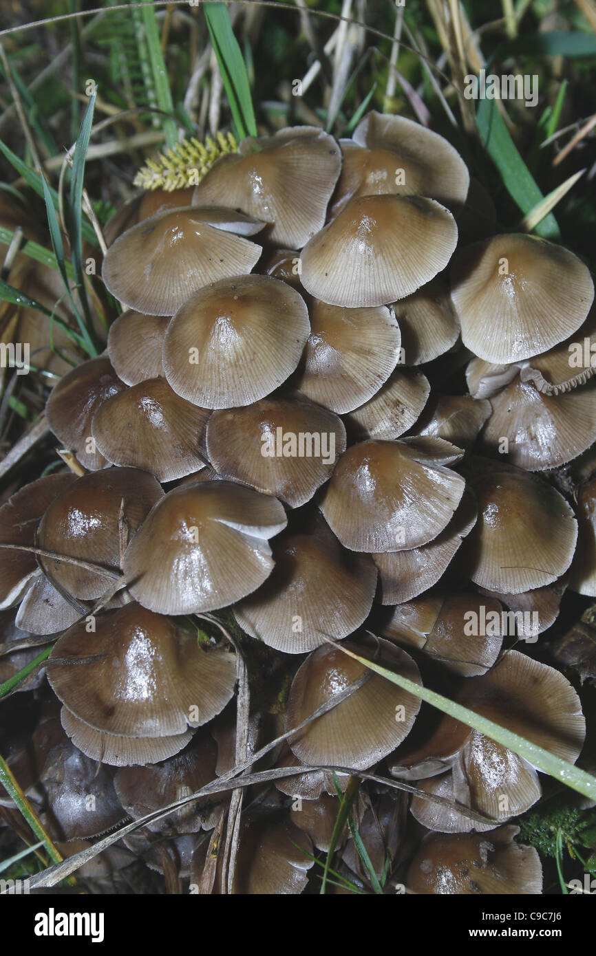 Mycena polygramma hi-res stock photography and images - Alamy