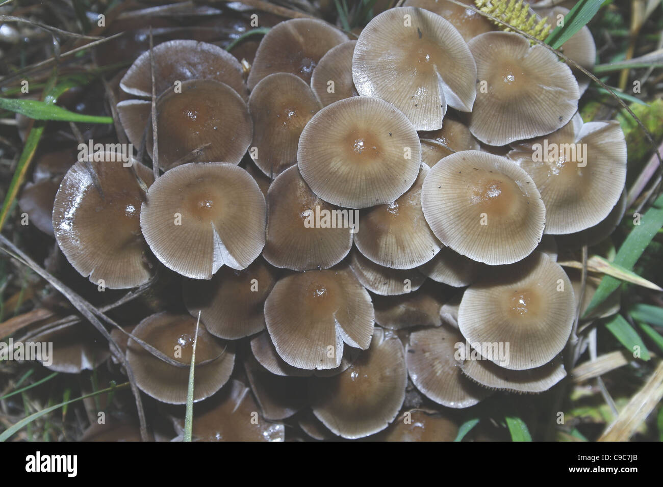 Grooved Bonnet Mycena polygramma fungus gowing in field in autumn ...