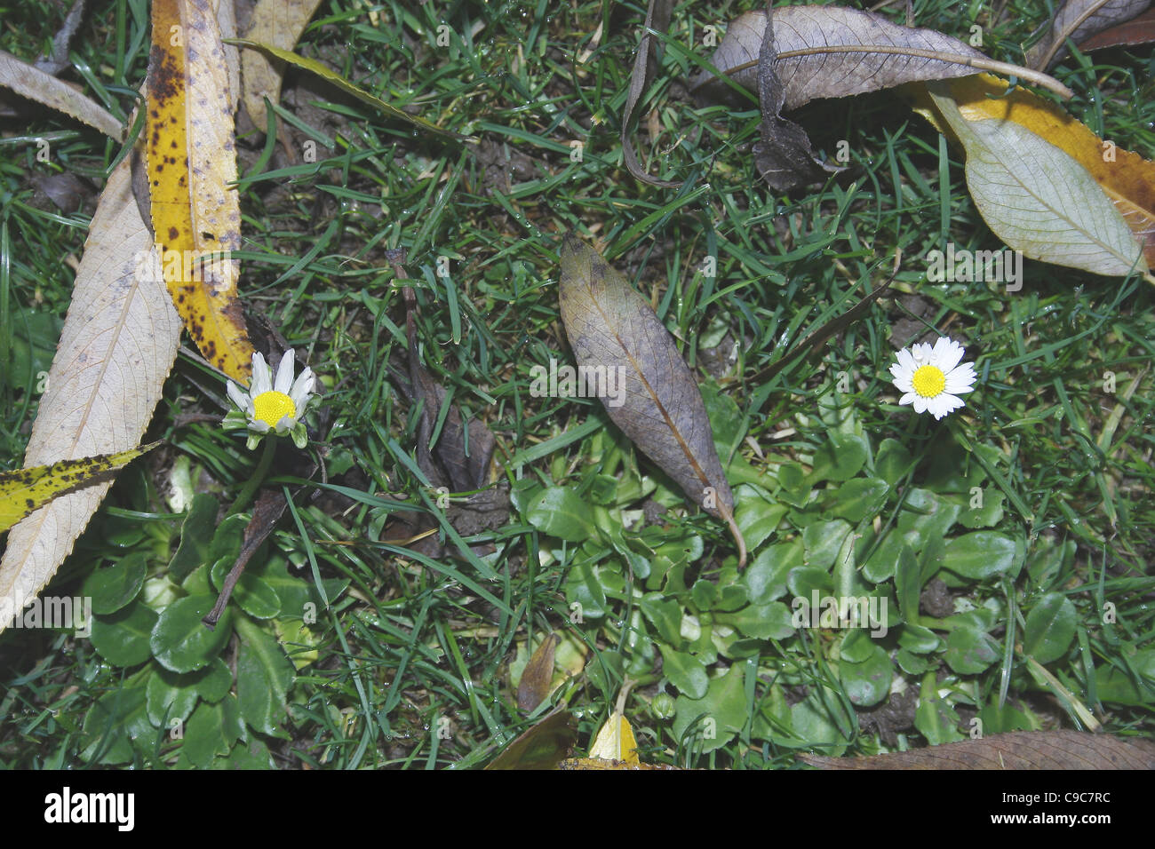 Common daisy leaves hi-res stock photography and images - Alamy