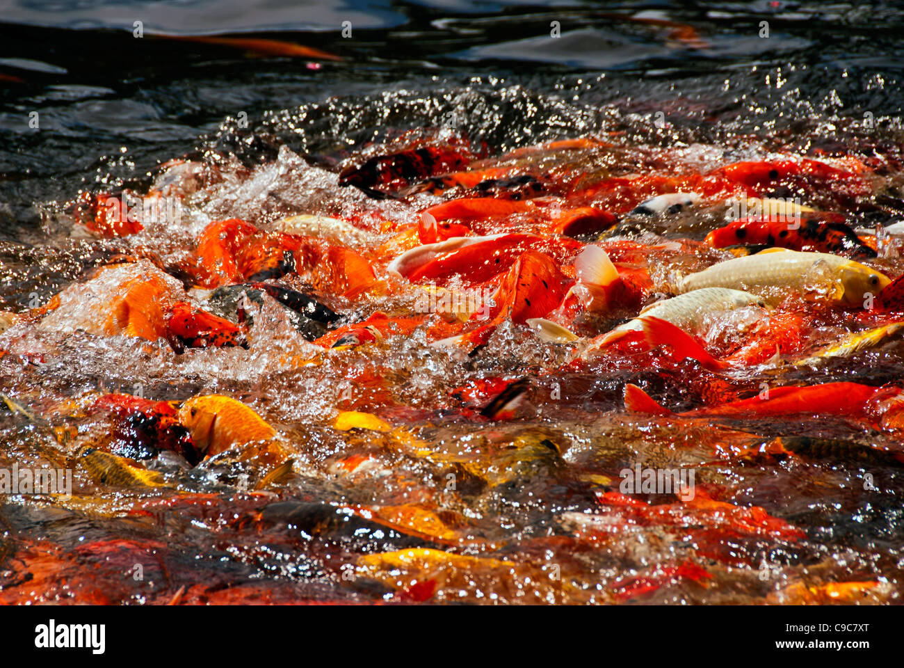 Koi pond fish feeding frenzy with action and splashing Stock Photo - Alamy