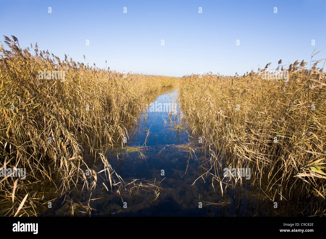 ditch with reed under clear sky Stock Photo - Alamy