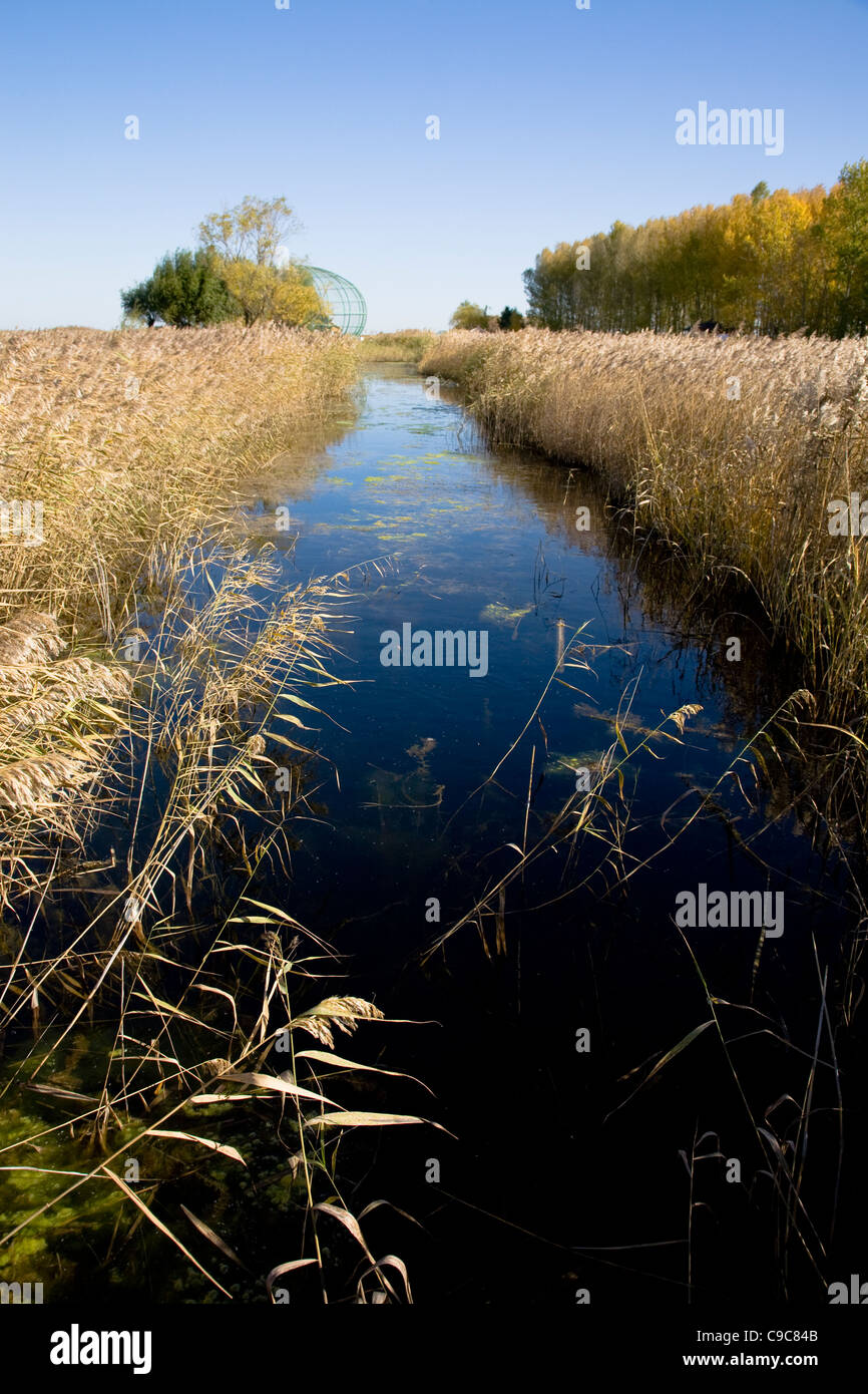 ditch with yellow reed in autumn day Stock Photo - Alamy