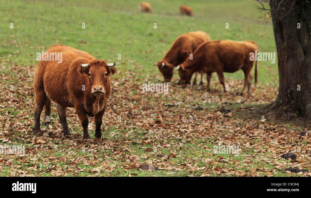Portrait of a brown cattle in an autumn field Stock Photo - Alamy