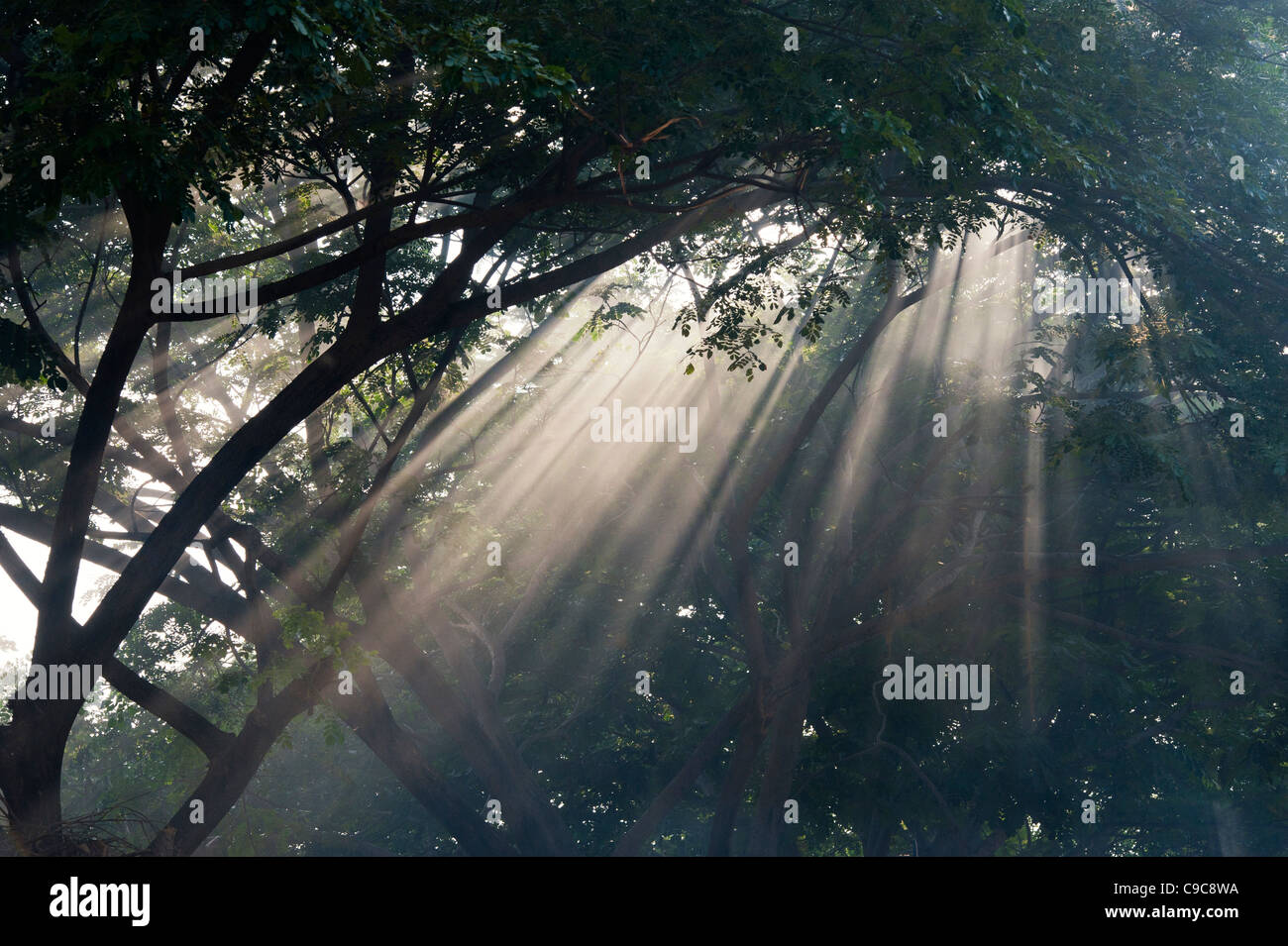 Rays of light through smoky trees in the rural indian countryside ...