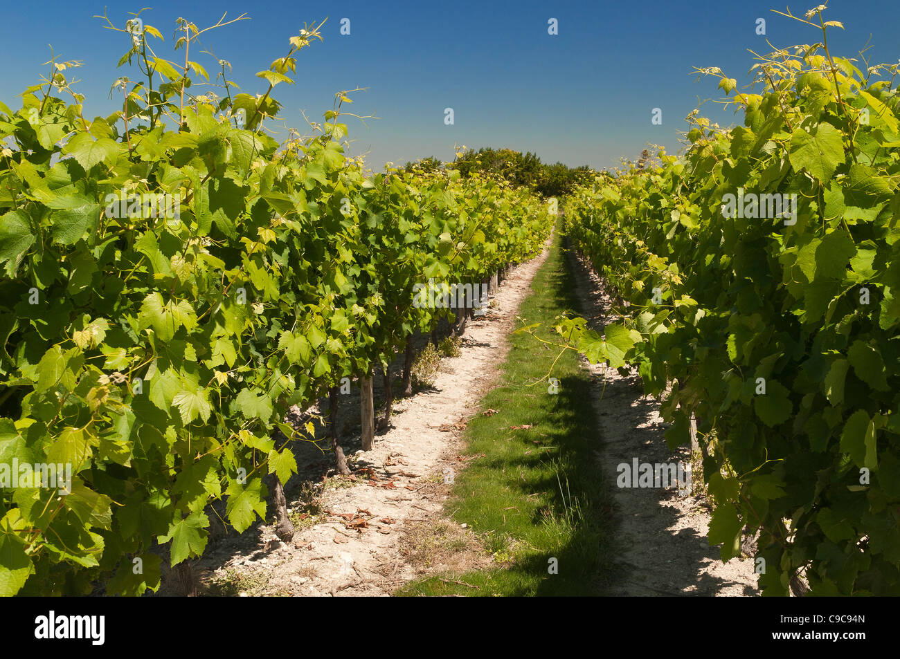 Rows of vines in Vineyard Stock Photo - Alamy