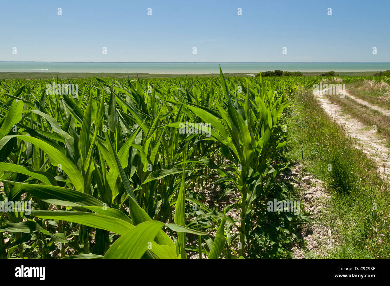 Maize panorama hi-res stock photography and images - Alamy