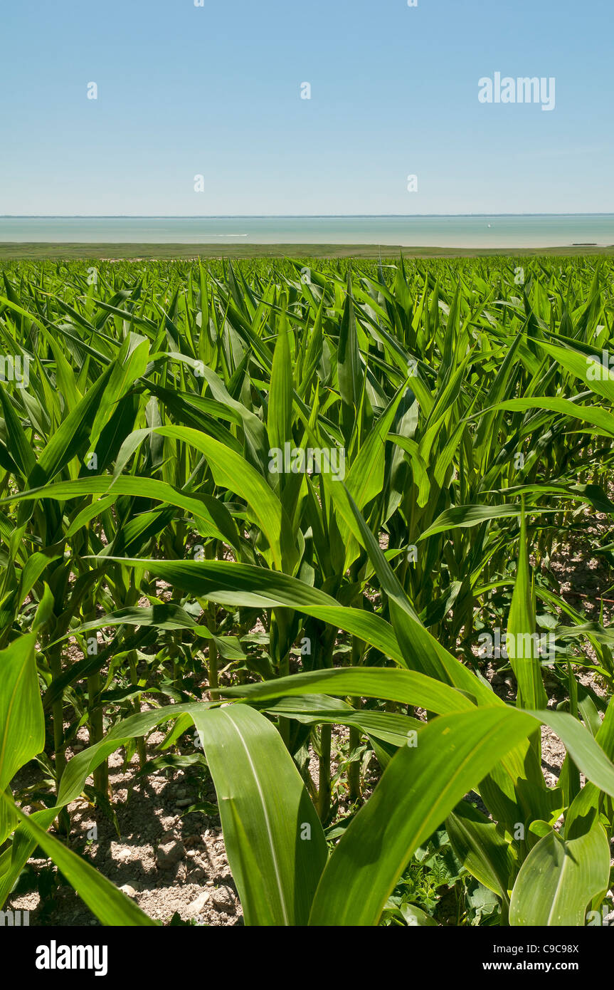 Maize field Stock Photo - Alamy