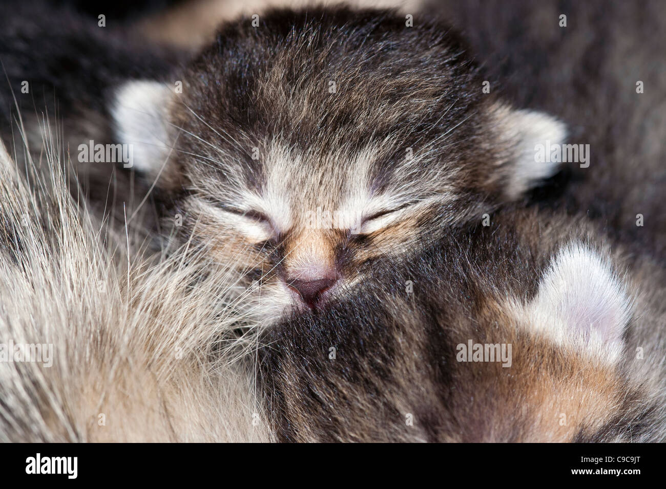 Kitten sleep hi-res stock photography and images - Alamy