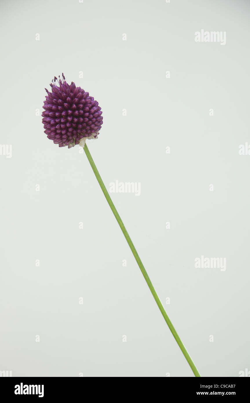 Single alium stem Stock Photo - Alamy