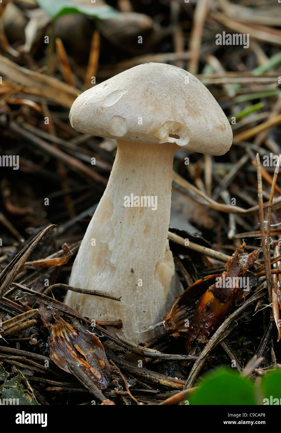 Clouded Agaric Fungus - Clitocybe nebularis in leaf litter Stock Photo ...