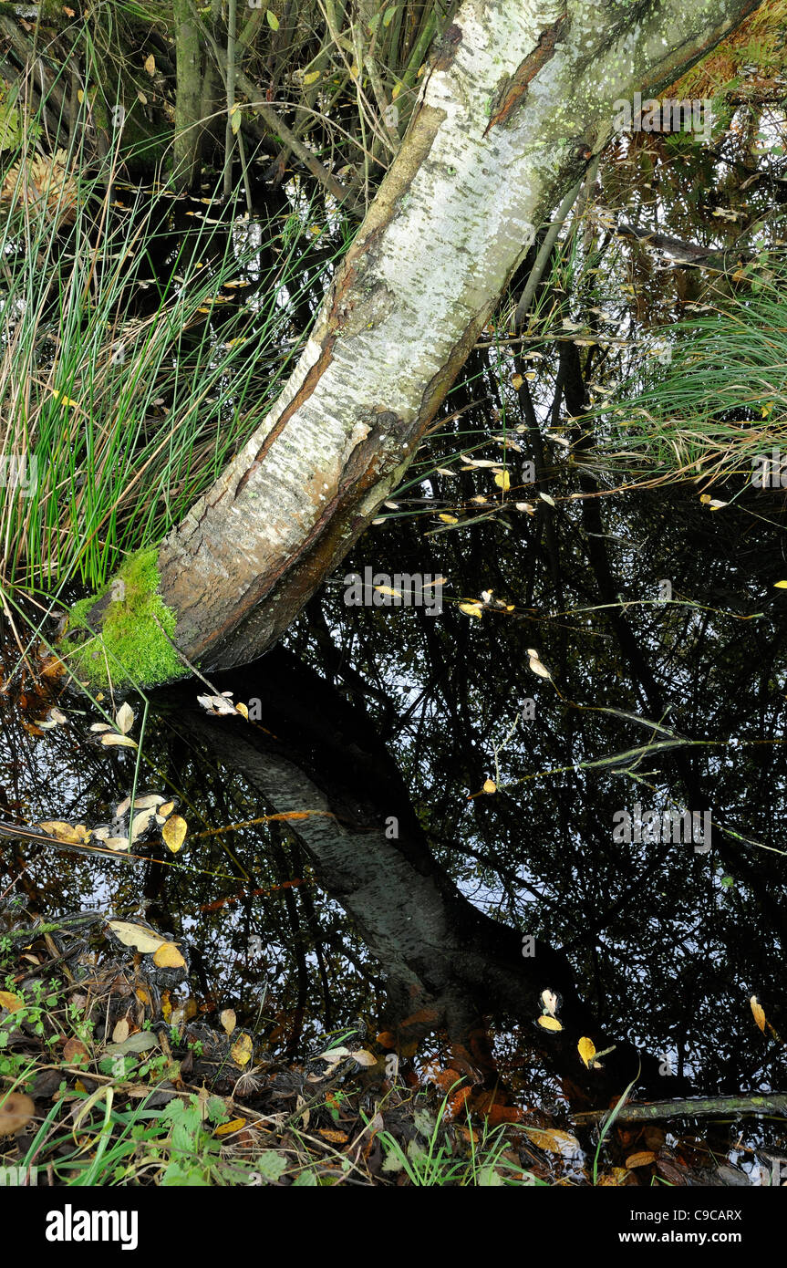 Reflection of Birch tree in peat bog pool Stock Photo - Alamy
