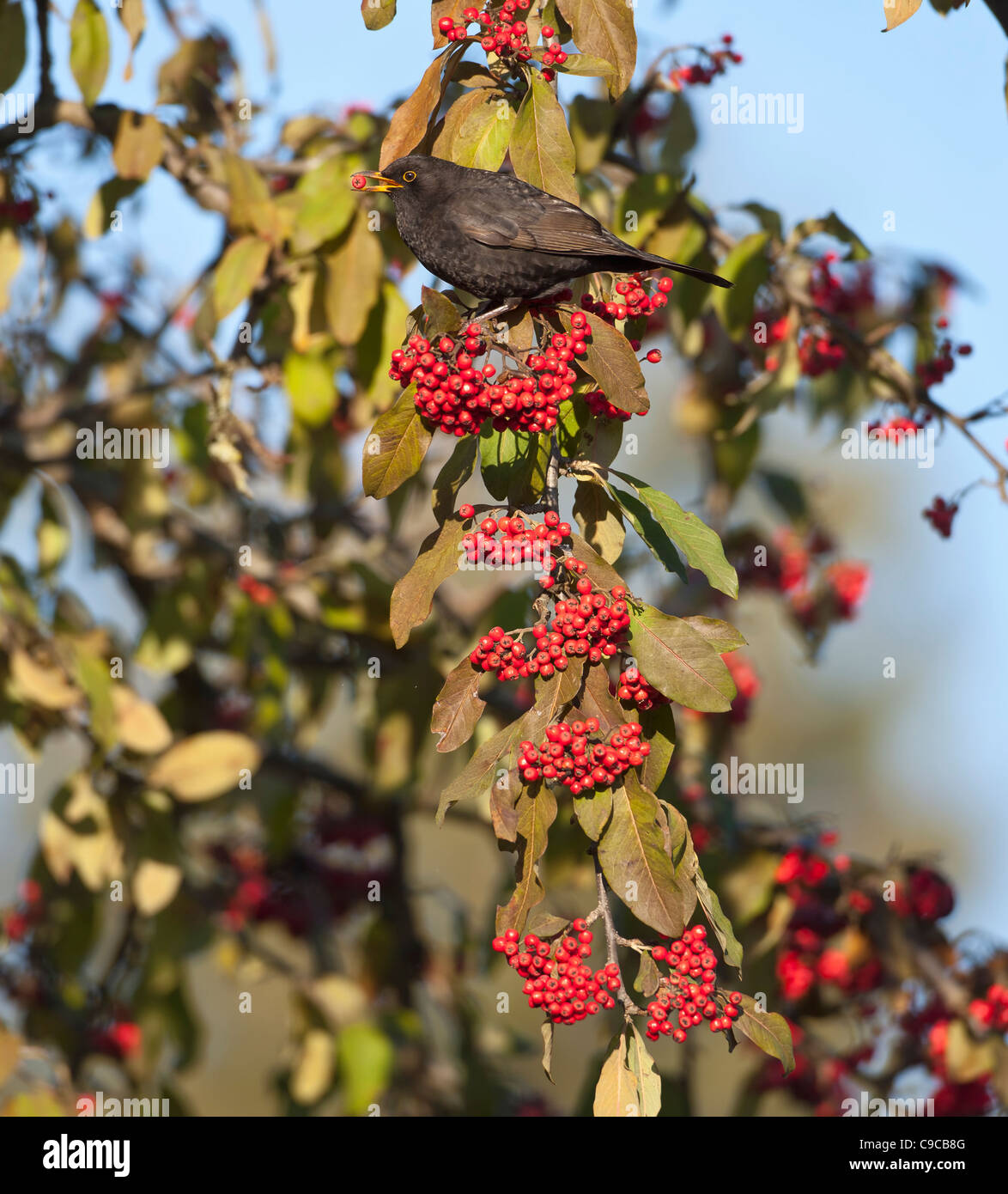 Blackbird Turdus merula feeding on red berries Stock Photo - Alamy