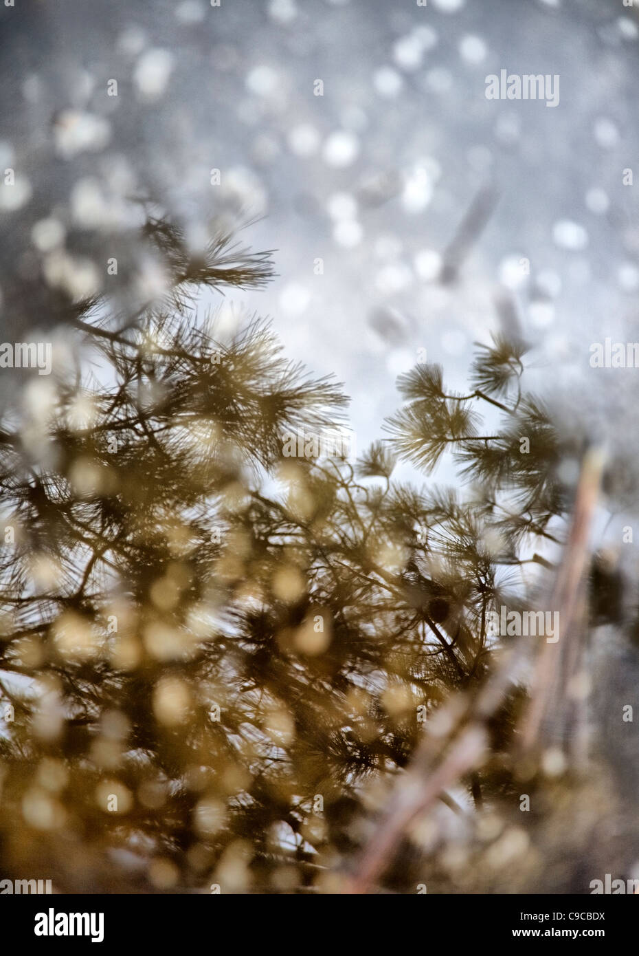 Tree reflection puddle hi-res stock photography and images - Alamy