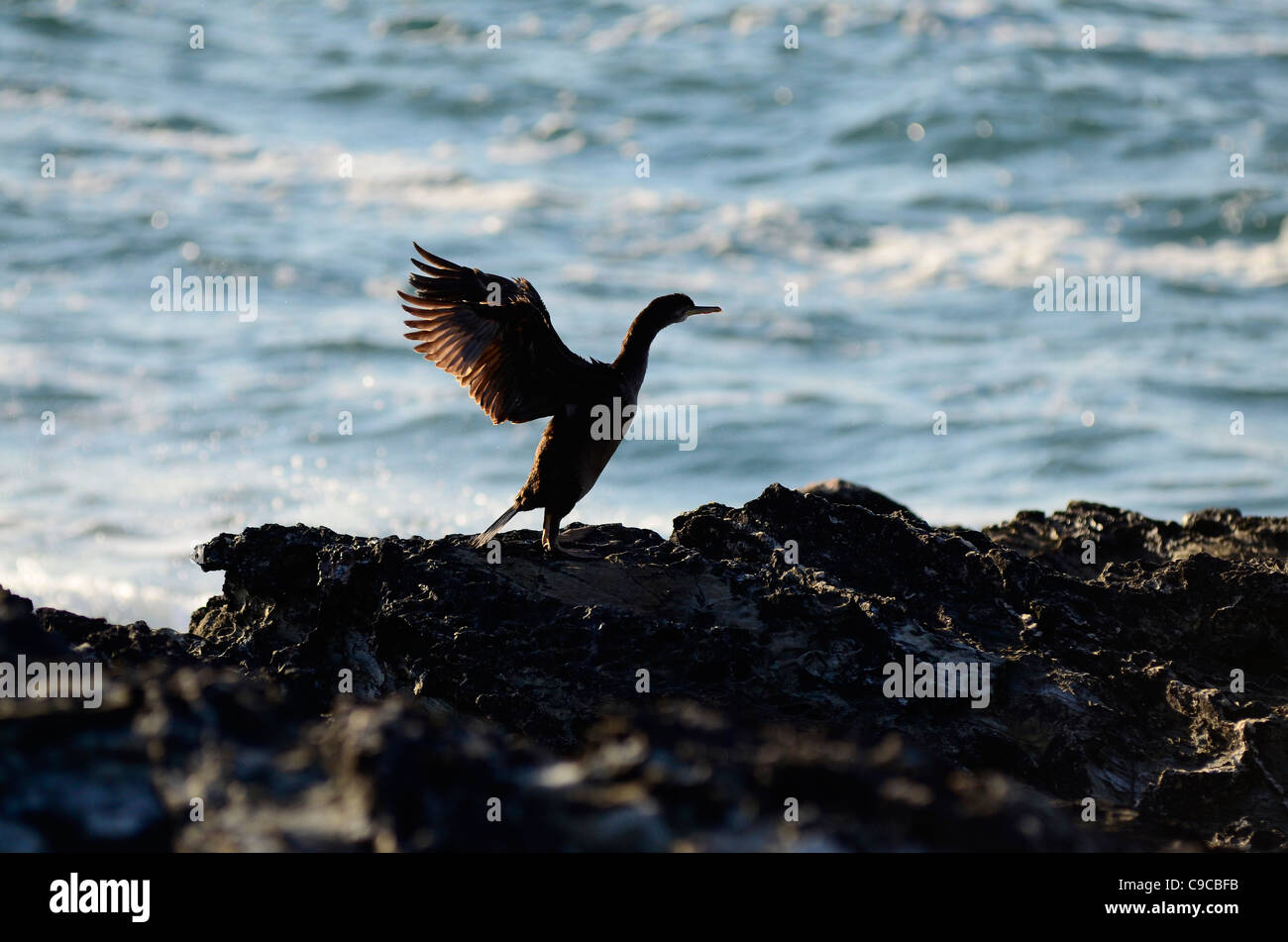shag or cormorant Cornwall UK Stock Photo - Alamy